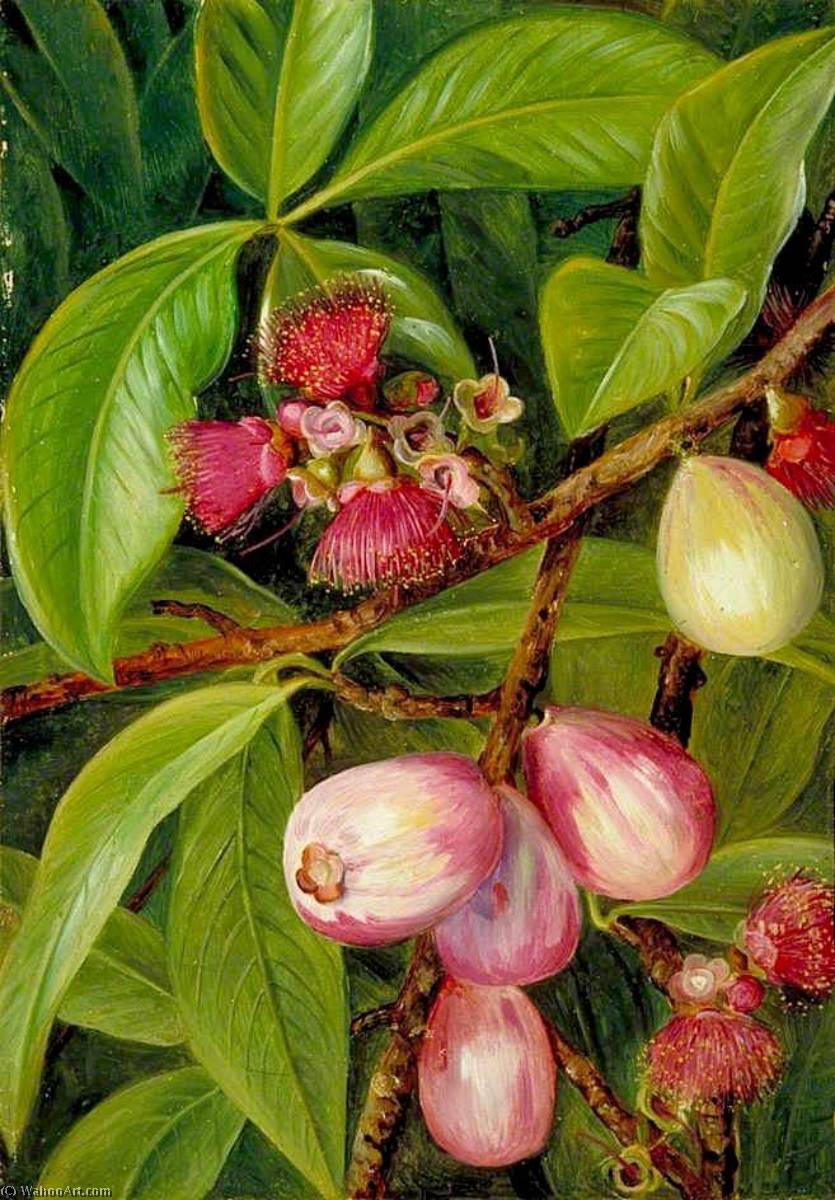 Oil Painting Replica Foliage, Fruit and Flowers of a Rose Apple, Java ...