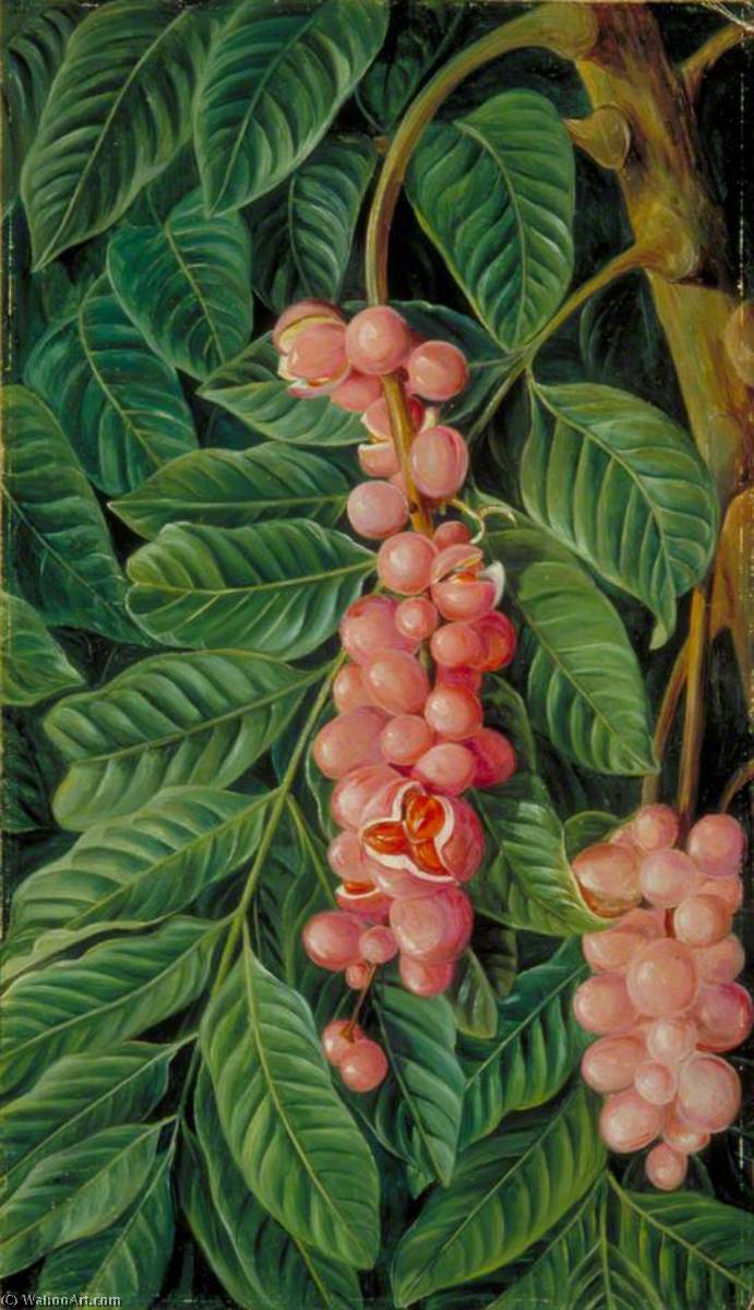 Paintings Reproductions Foliage and Fruit of a Forest Tree of Java ...
