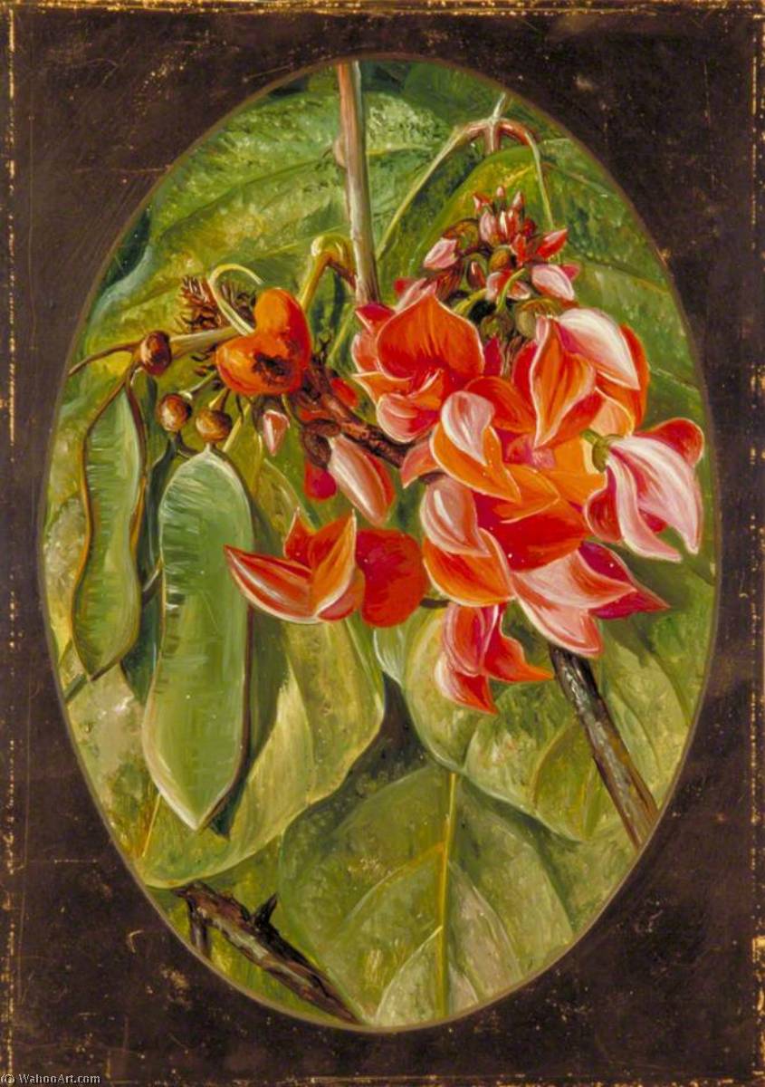 Museum Art Reproductions The Dhak or Bastard Teak, 1878 by Marianne ...