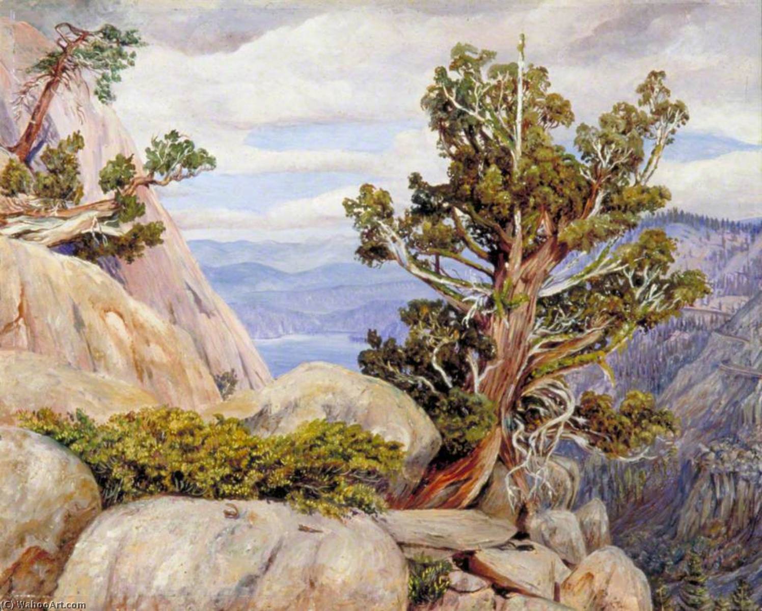 Get Art Reproductions Old Cypress or Juniper Tree, Nevada Mountains ...