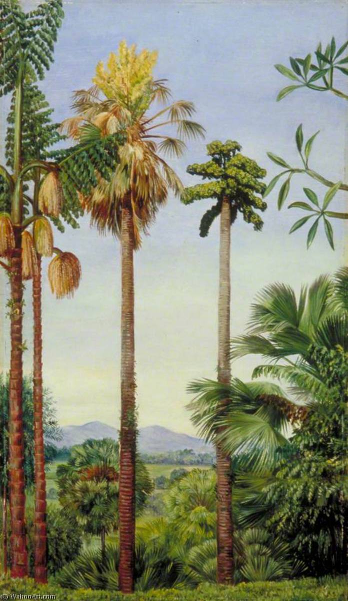 Paintings Reproductions The Talipot Palm in Flower and Fruit, and Wine ...