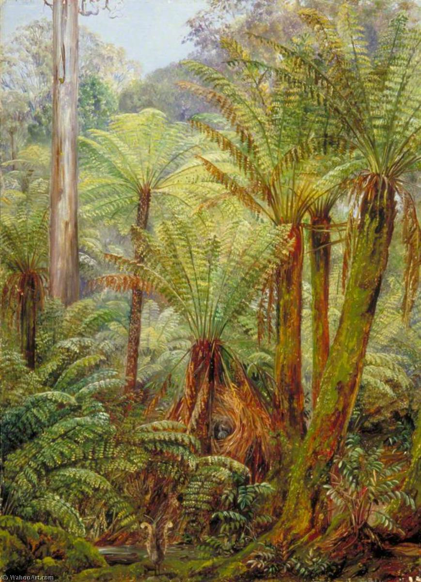 Art Reproductions Tree Ferns in Victoria with a Nest of the Lyre Bird ...