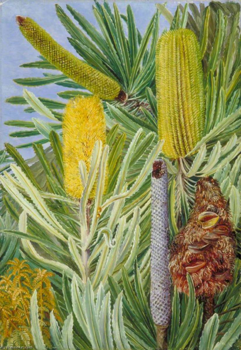Buy Museum Art Reproductions A West Australian Banksia, 1880 by ...