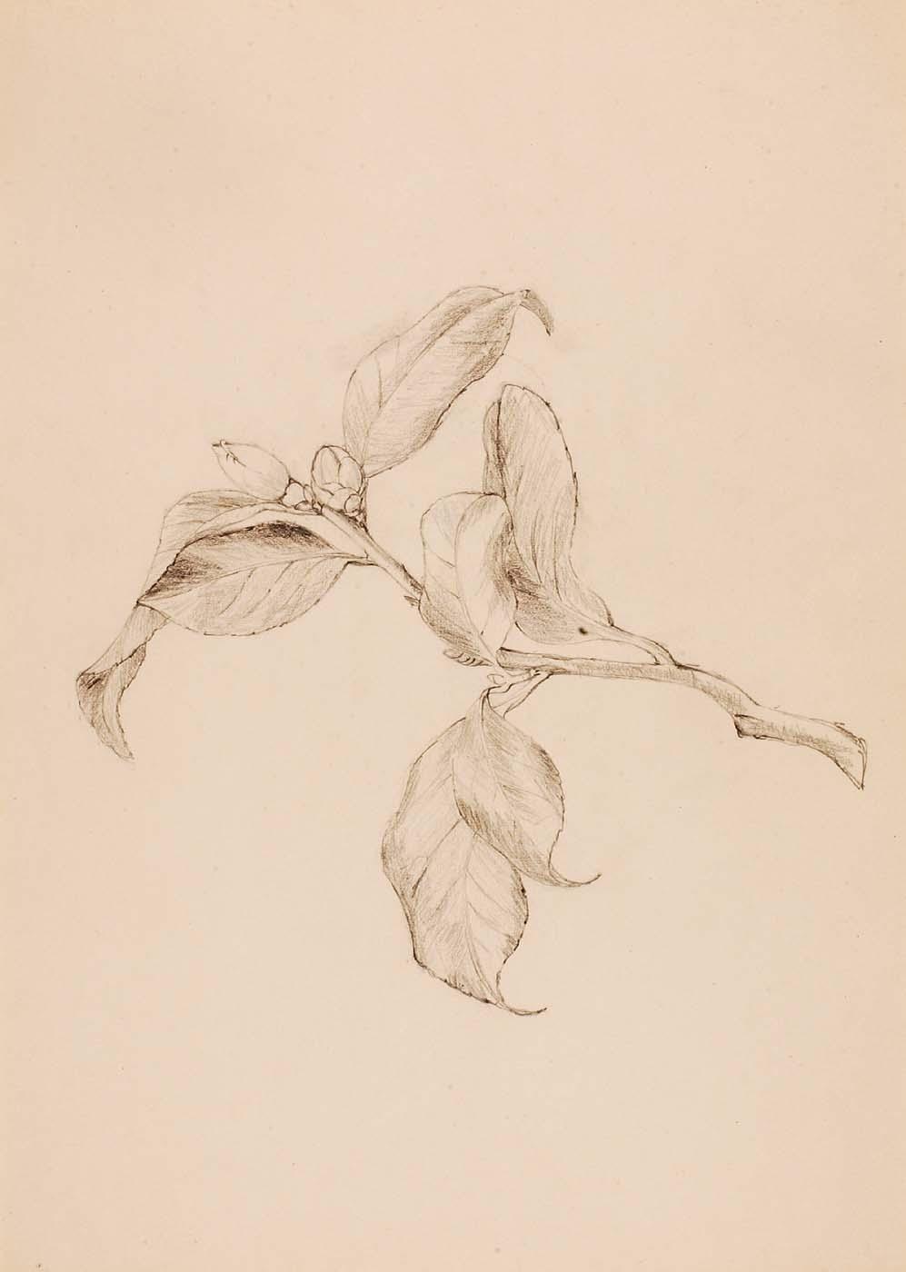 Get Art Reproductions Gardenia Leaves and Buds by Florence Koehler ...