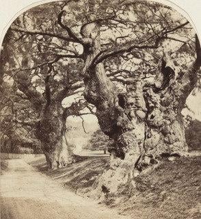 Artwork Replica Cobham Park, 1857 by Roger Fenton (1819-1869) | ArtsDot.com