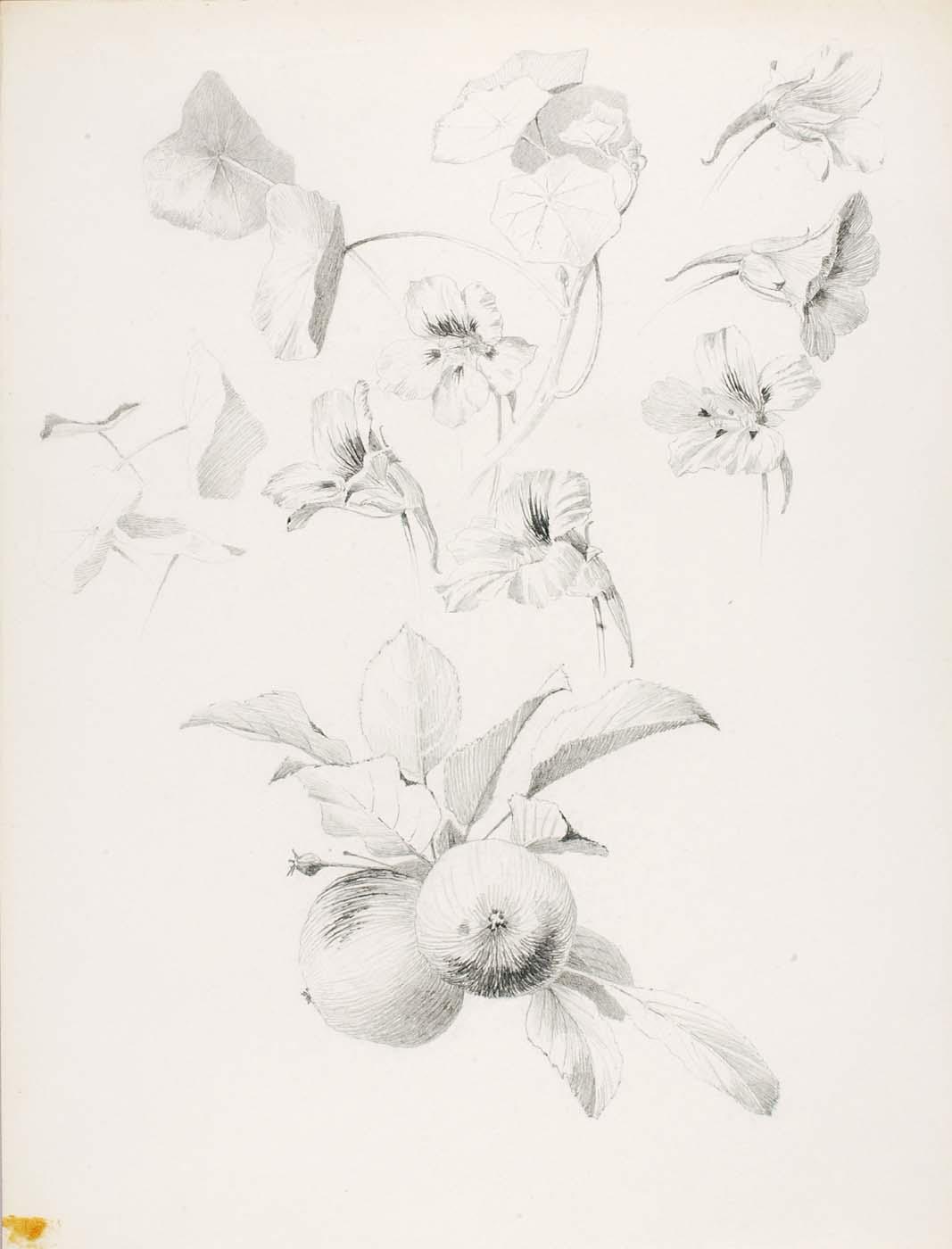 Get Paintings Reproductions Untitled (Botanical Study), 1889 by George ...