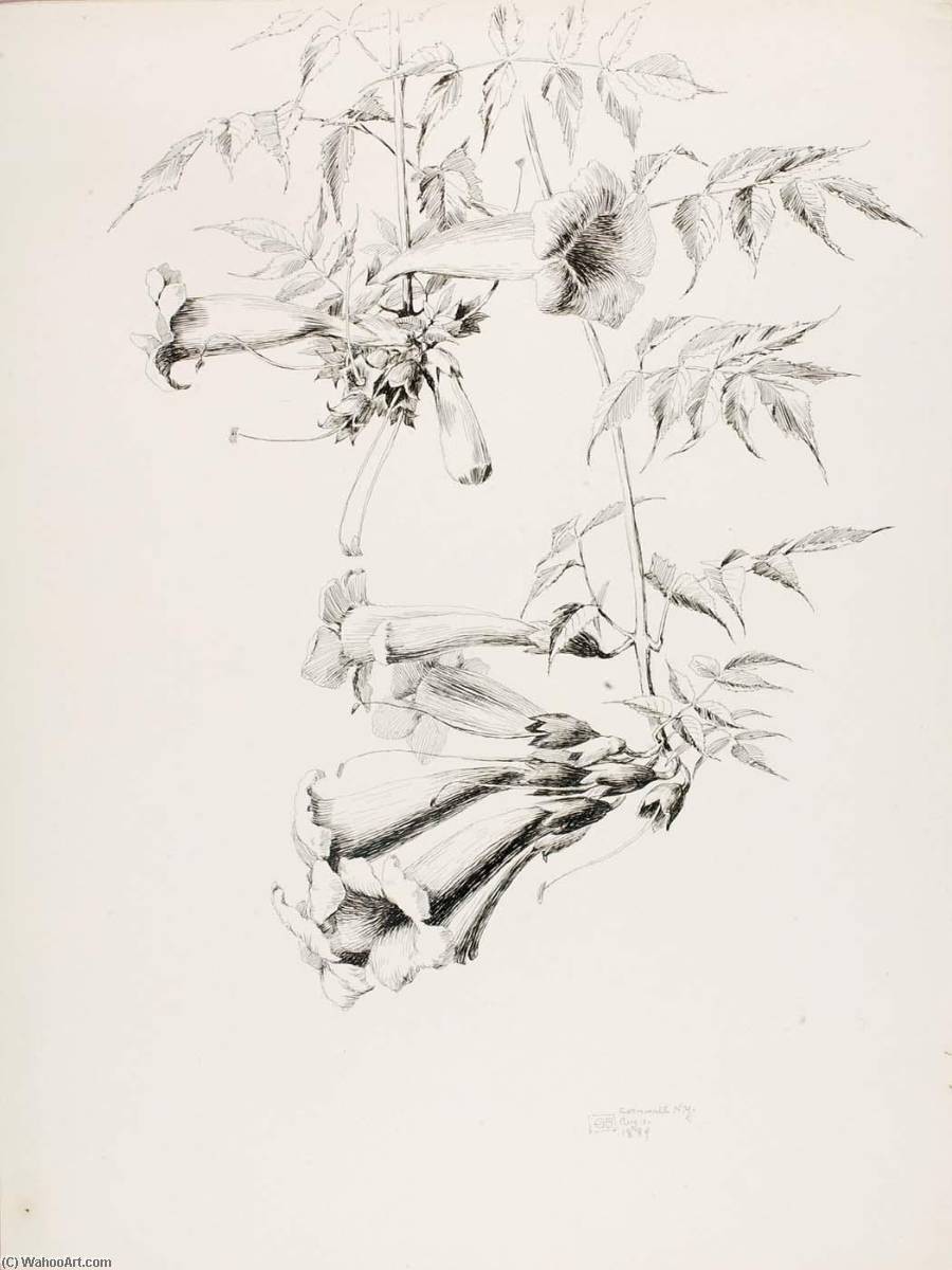 Order Artwork Replica Untitled (Trumpet Vine), 1889 by George Elbert ...