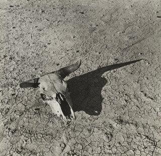 Museum Art Reproductions Skull, Badlands, South Dakota, 1936 by Arthur ...