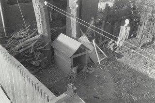 Farfel, Park Slope, Brooklyn, 1981 por Thomas Roma Thomas Roma ...