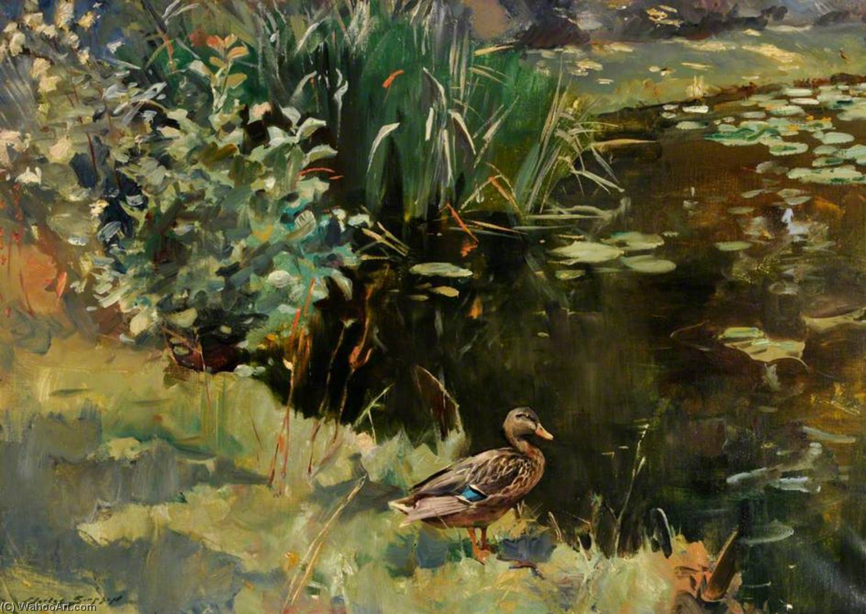 Obter Gravura De Qualidade De Museu Drake de Mallard por Charles Walter ...