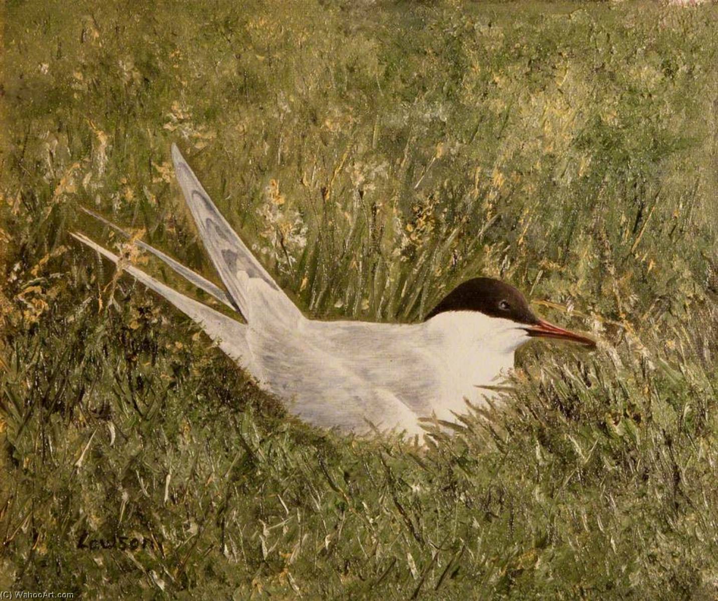 Snipe Nesting in Grassland by John Andrew Lawson John Andrew Lawson ...