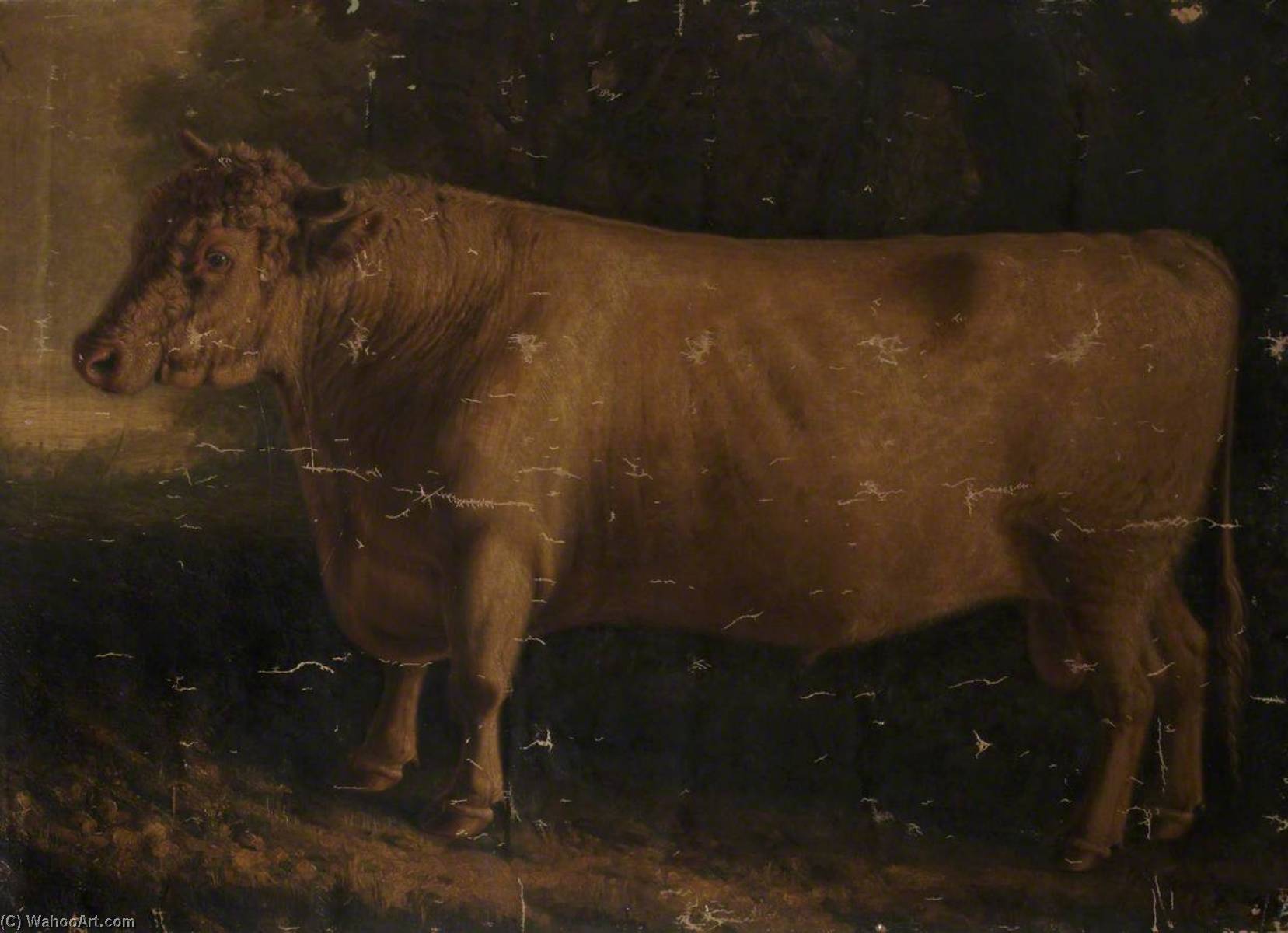 Buy Museum Art Reproductions Shorthorn Bull by William Shiels (1785 ...
