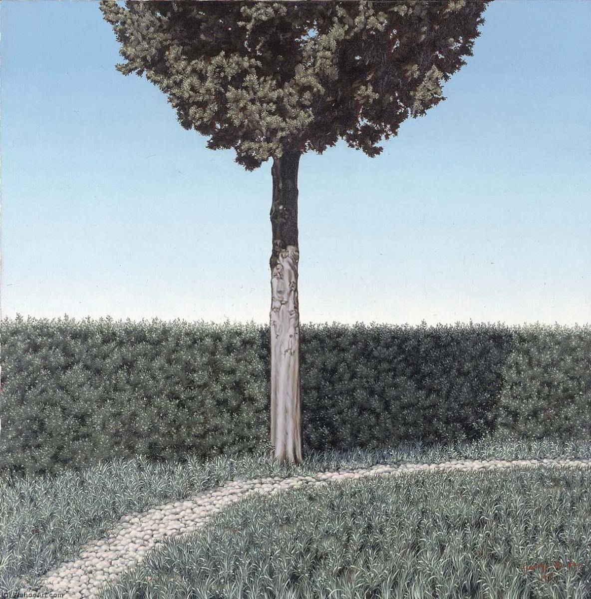 Hedge e Cypress, 1977 por George Murphy George Murphy | ArtsDot.com