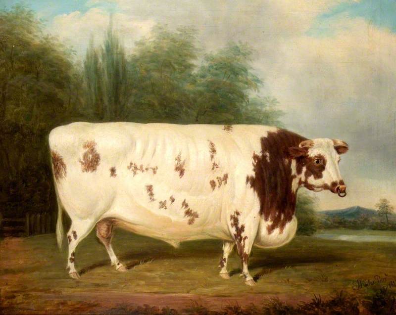 Artwork Replica Shorthorn Bull, 1845 by James Loder (1784-1860 ...