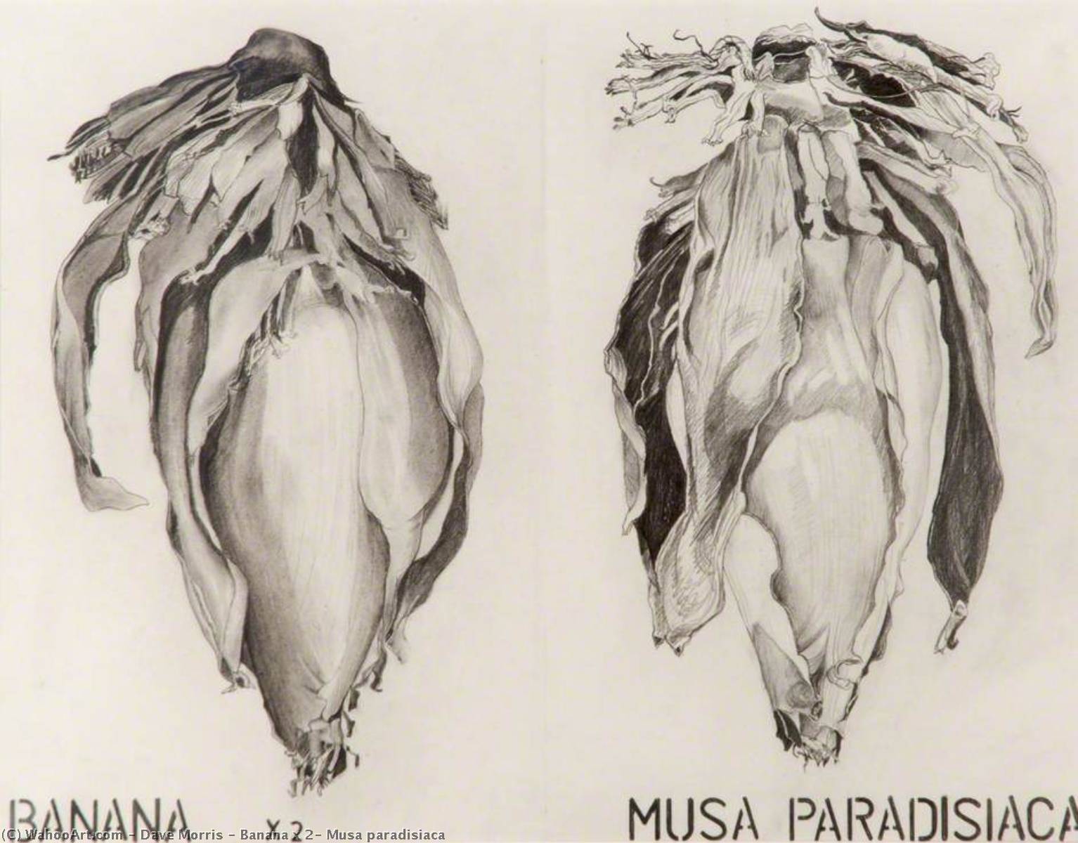 Banana x 2, Musa paradisiaca, 2001 by Dave Morris Dave Morris | ArtsDot.com
