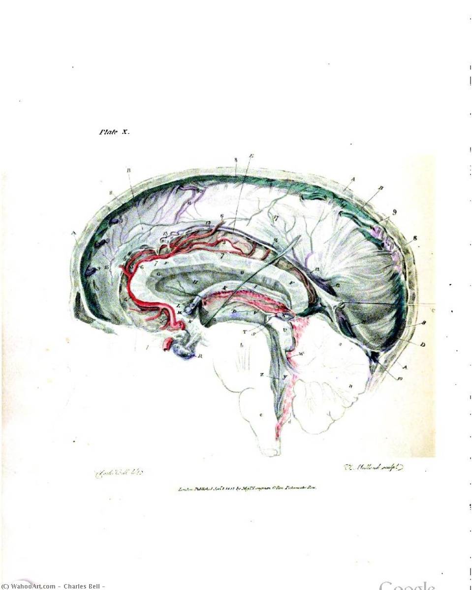 Oil Painting Replica , 1802 by Charles Bell (Inspired By) (1935-1995 ...